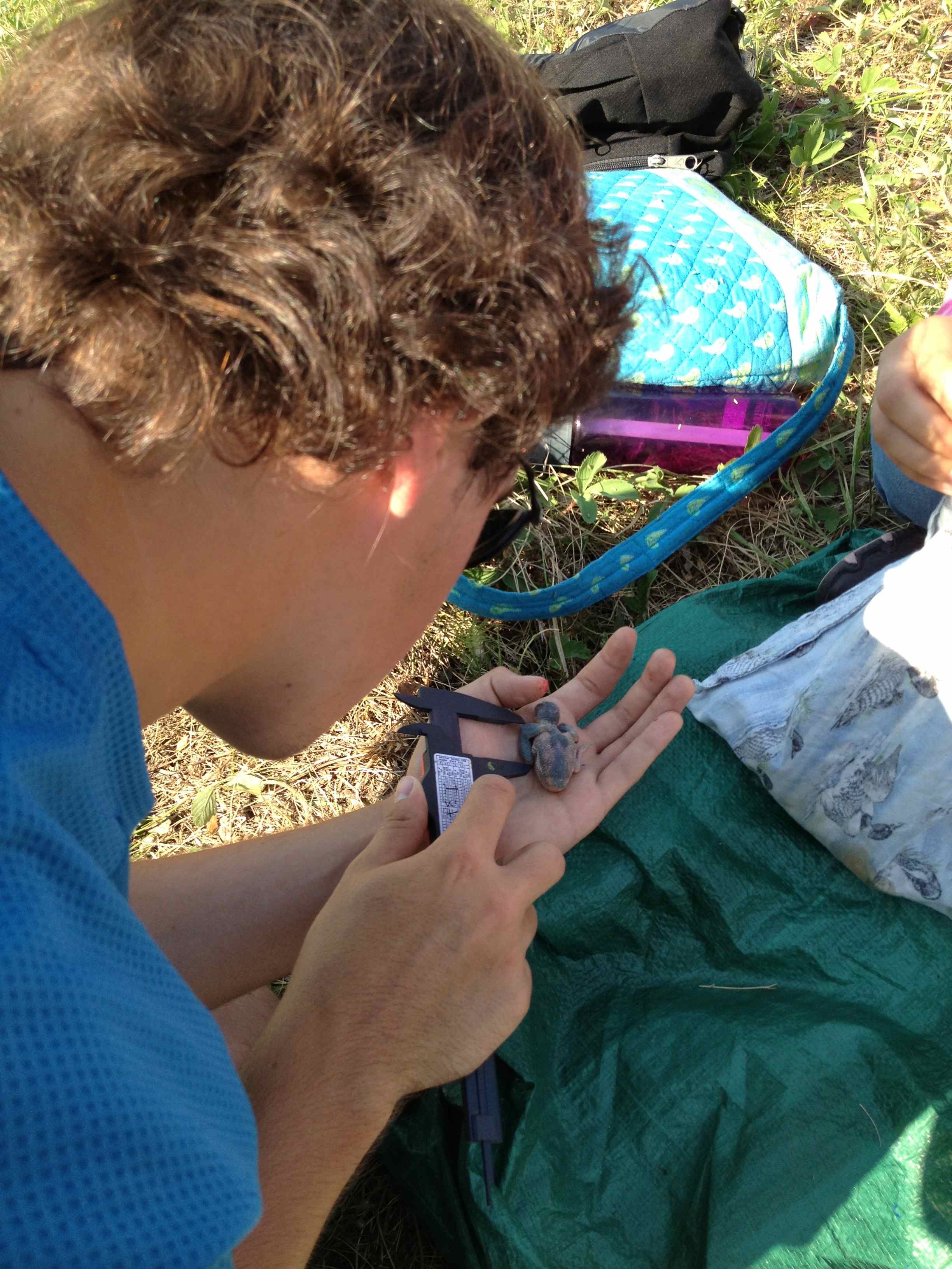 chick_measure – Alaska Songbird Institute