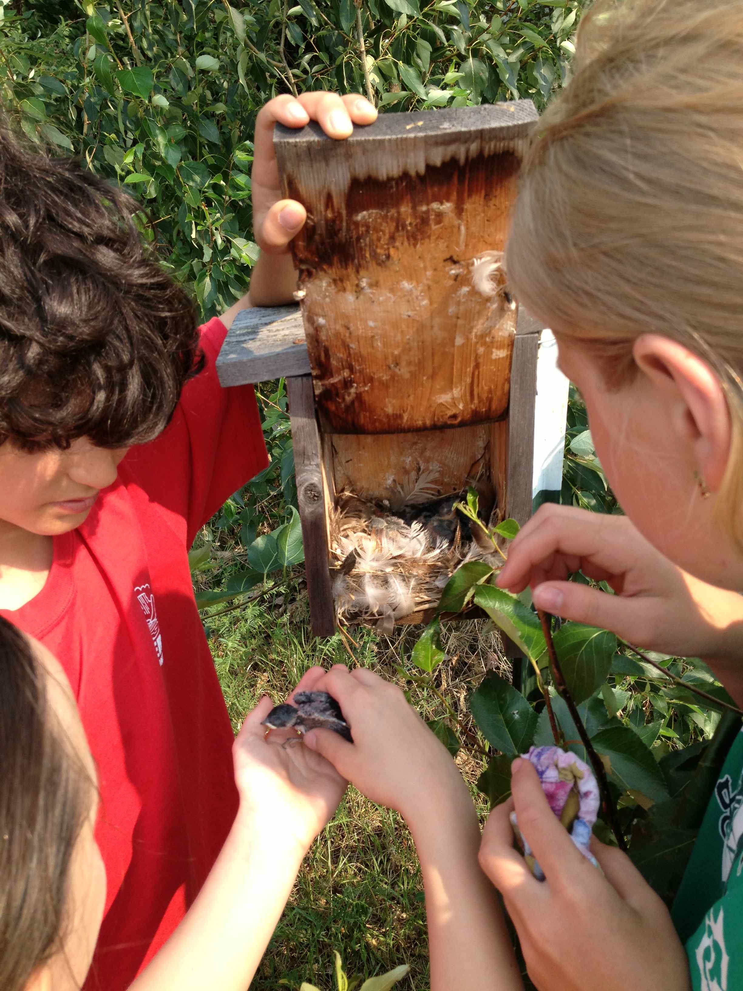 returning chicks – Alaska Songbird Institute
