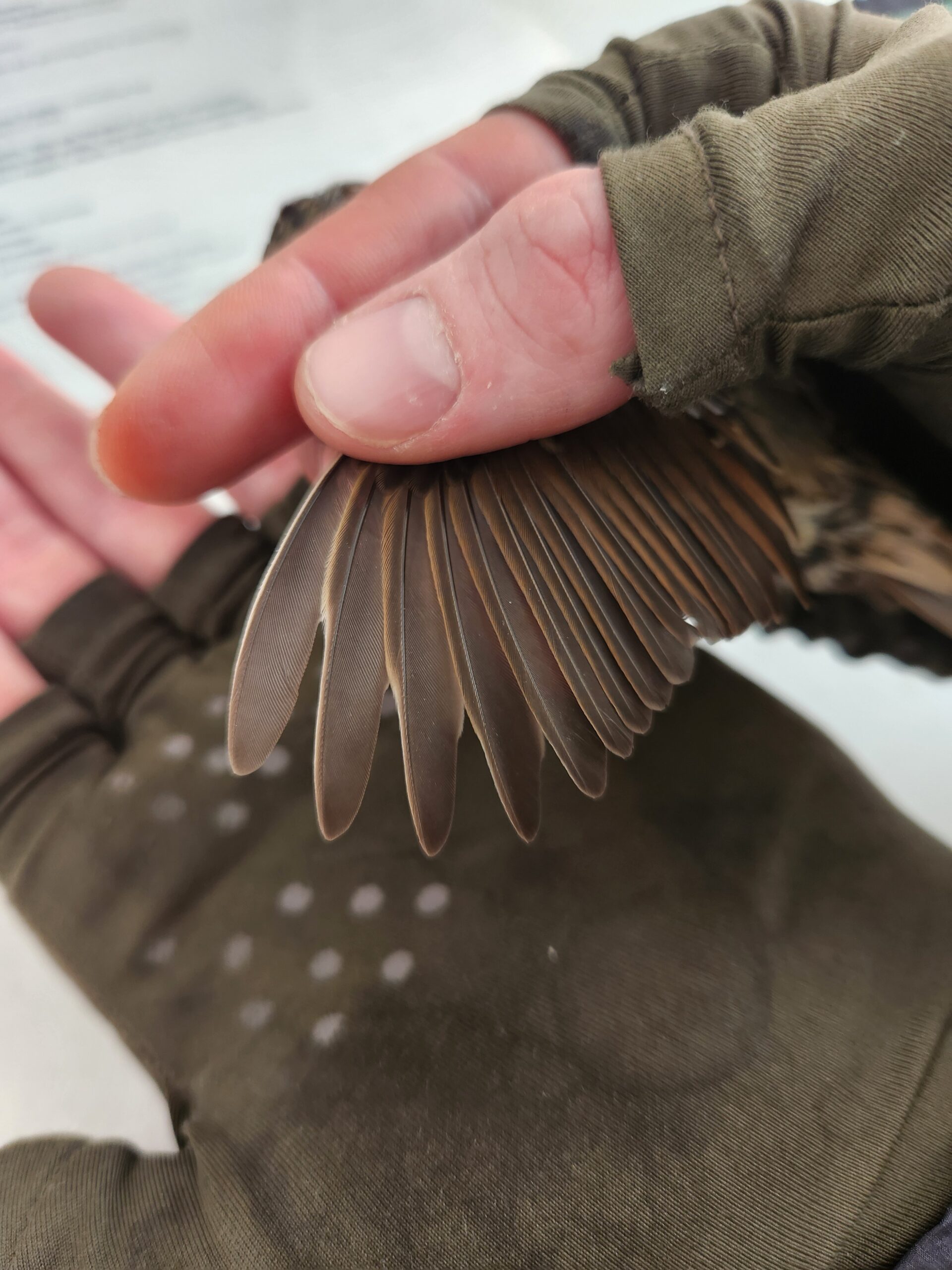 Thrush Wing – Alaska Songbird Institute