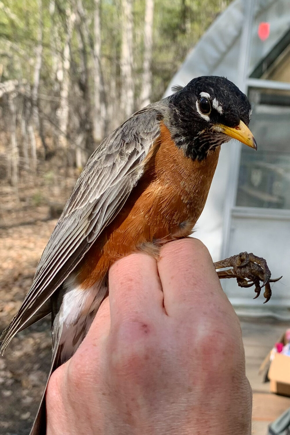 American Robin – Alaska Songbird Institute