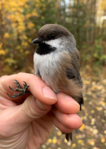 Bird Guide: Boreal Chickadee – Alaska Songbird Institute