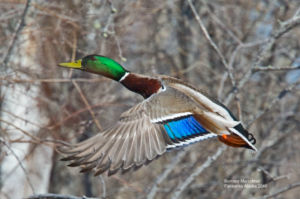 Bird Guide: Mallard – Alaska Songbird Institute