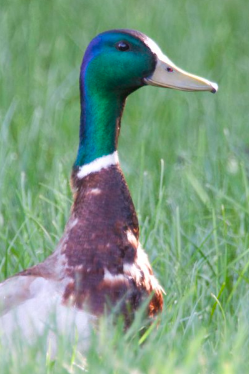 Mallard Profile – Alaska Songbird Institute
