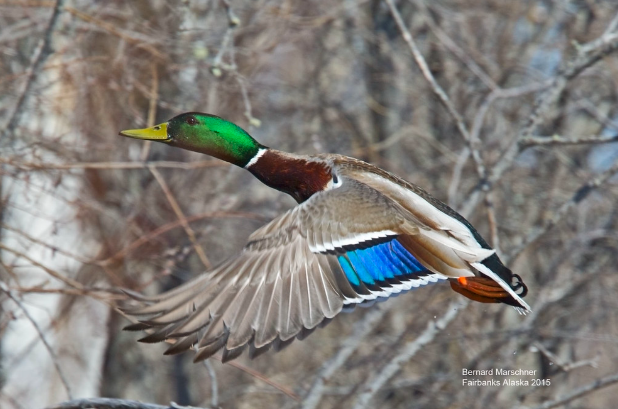 Mallard – Alaska Songbird Institute