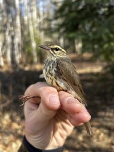 Bird Guide: Northern Waterthrush – Alaska Songbird Institute