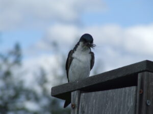 Bird Guide: Tree Swallow – Alaska Songbird Institute